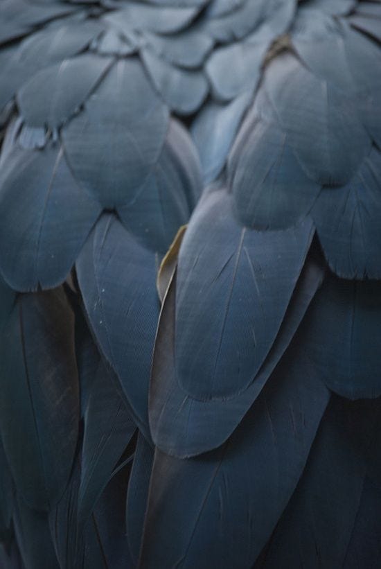 Glaucous Blue: Meaning, Psychology, History, Design