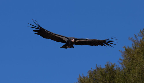 flying condors