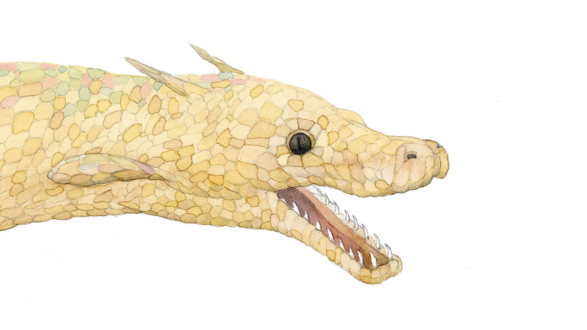 Megafauna Snakes - by James Tylor and Matt Chun