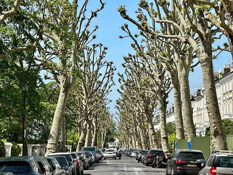An Unpotted History of the London Plane Tree