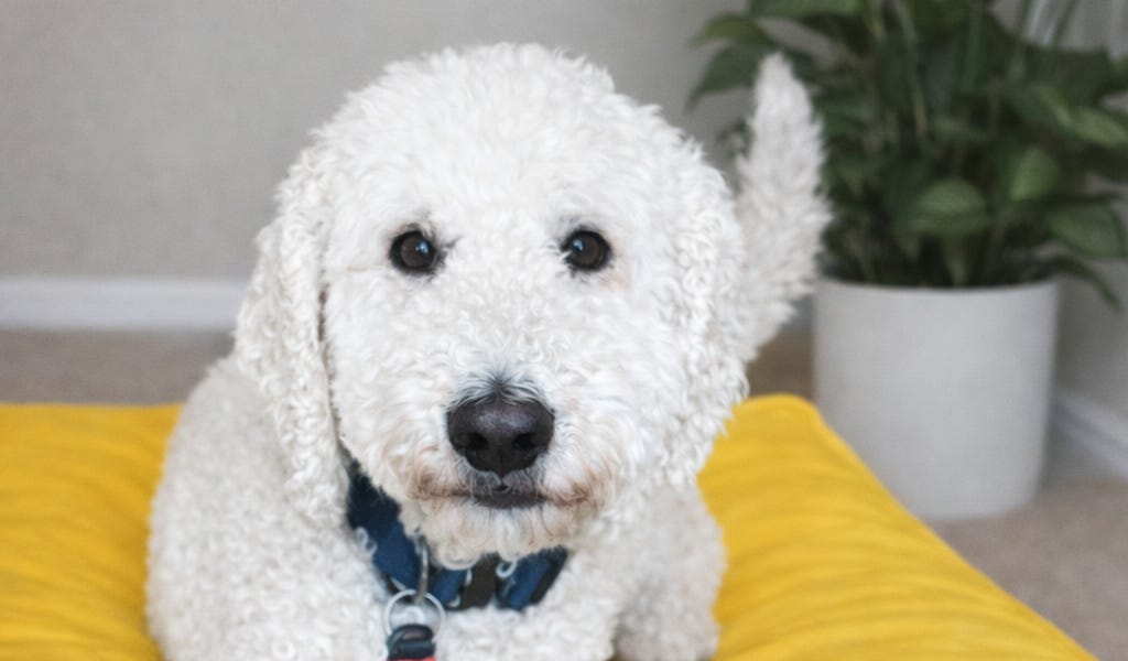 Hugo's Year-End Letter of Hope - Canada Resists