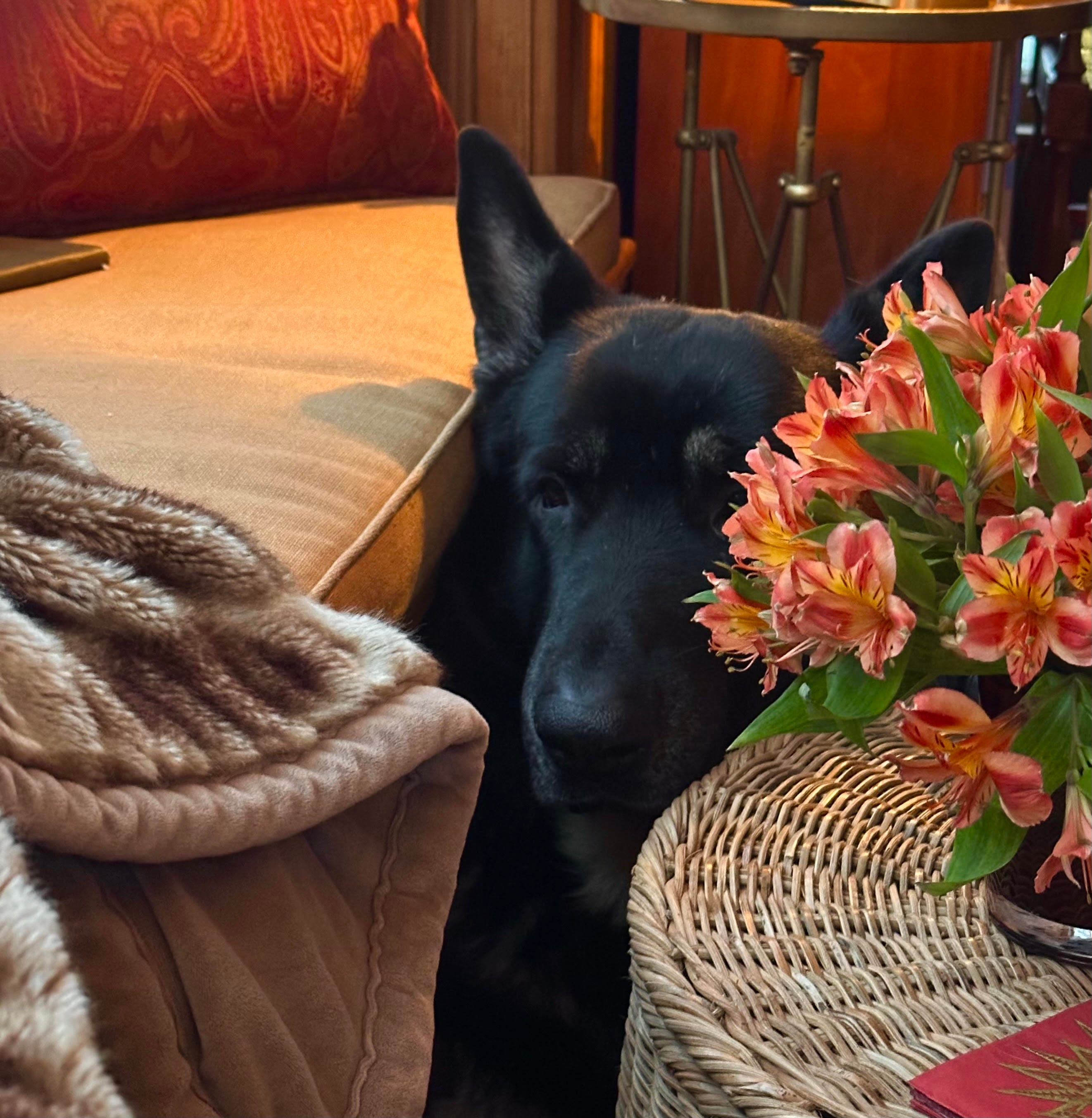 Full Mad King - by Charlie Sykes - To the Contrary