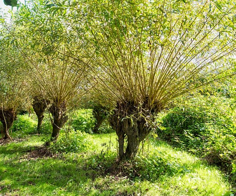 All about pollarding medicinal trees - by Anne Stobart