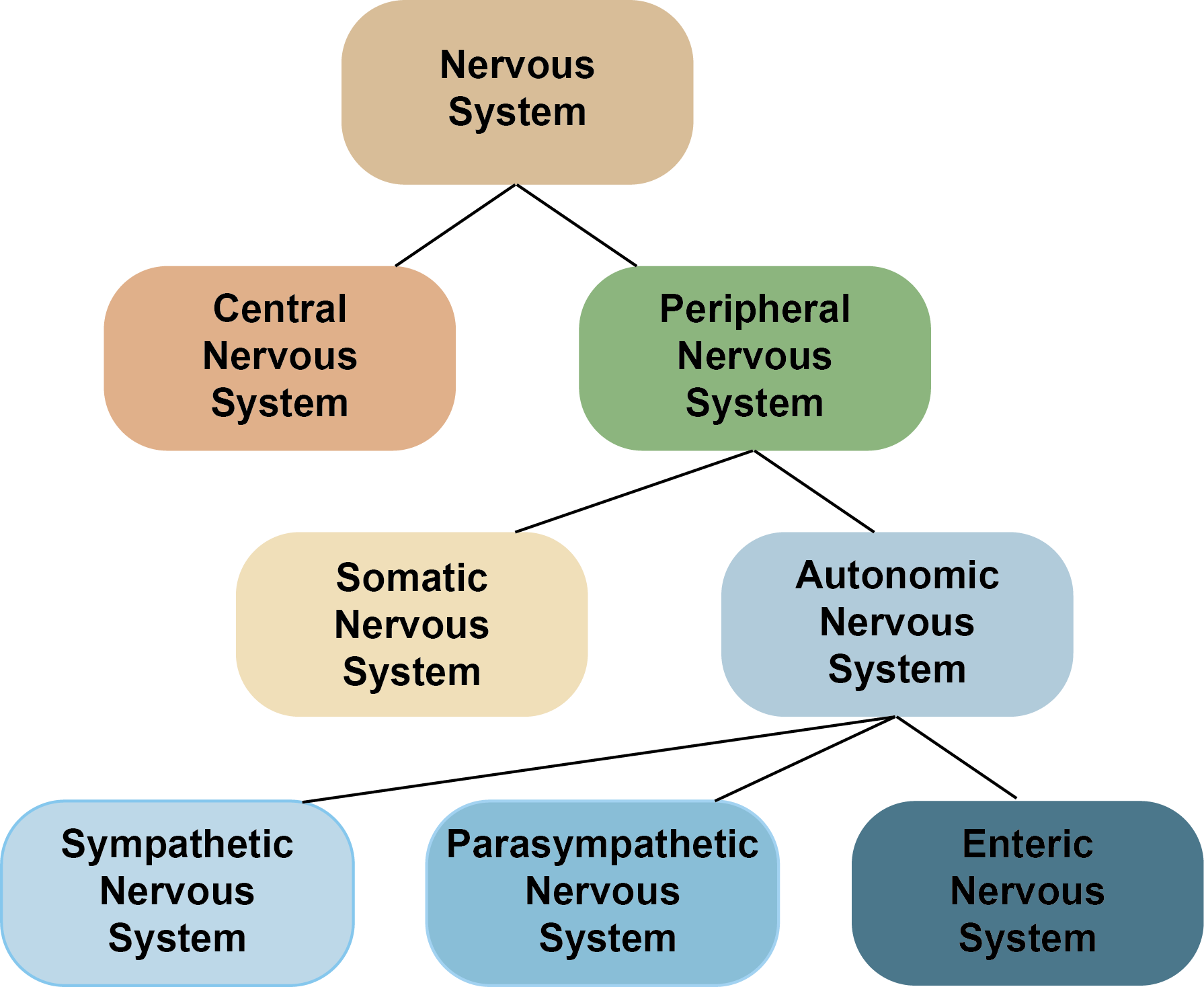 AP Psychology Review: Neuroscience