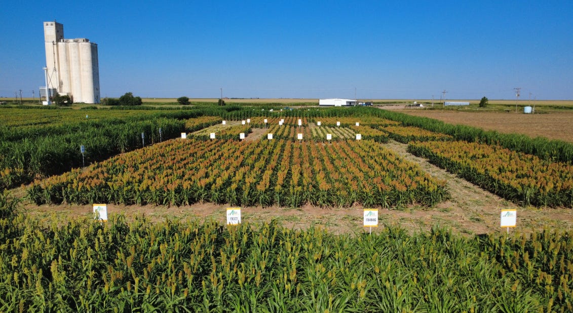 The invention of Agriculture in Africa: plant domestication and the ...