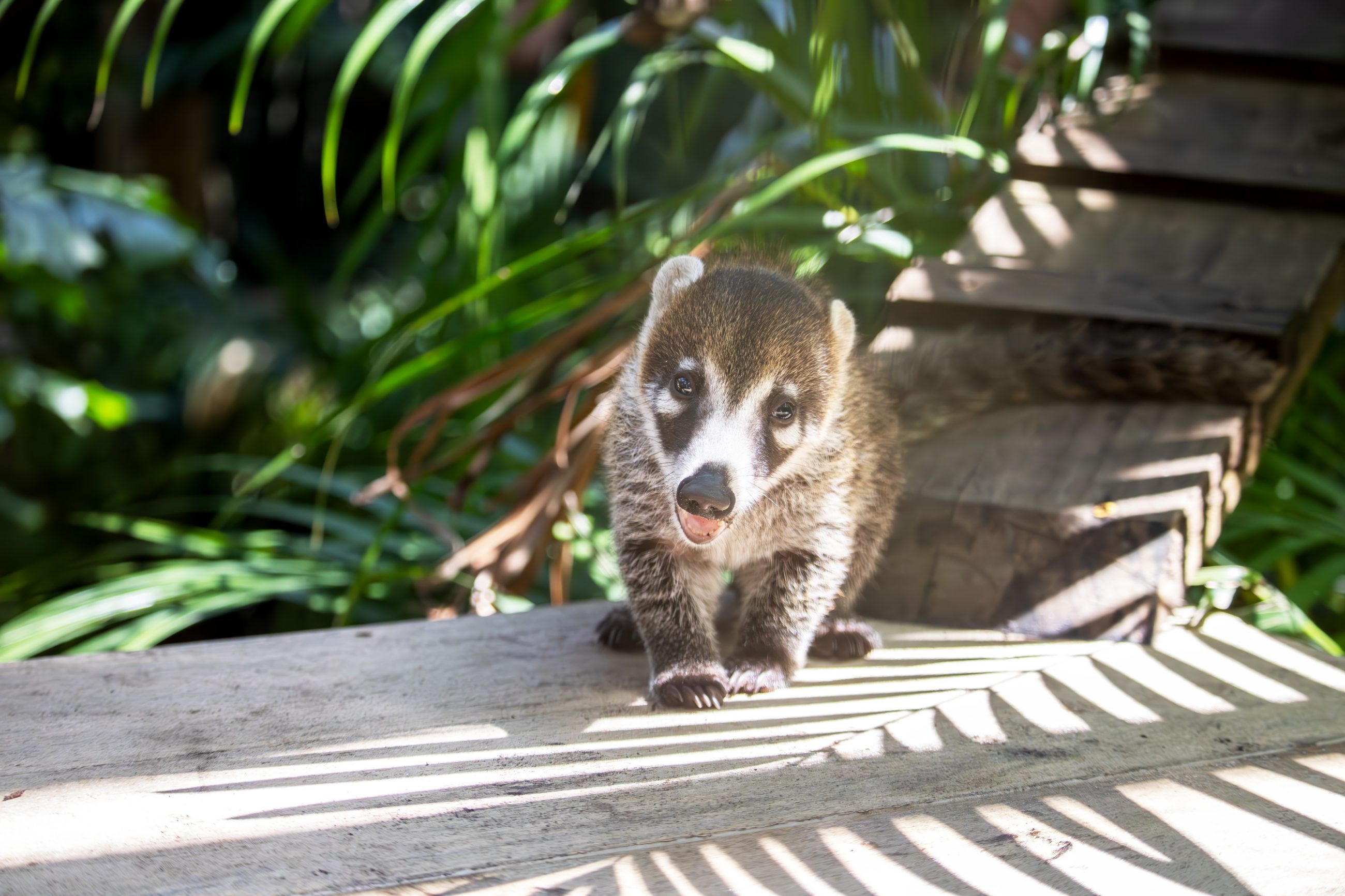 DO MORE WORDS HERE - December 3rd is World Coati Day