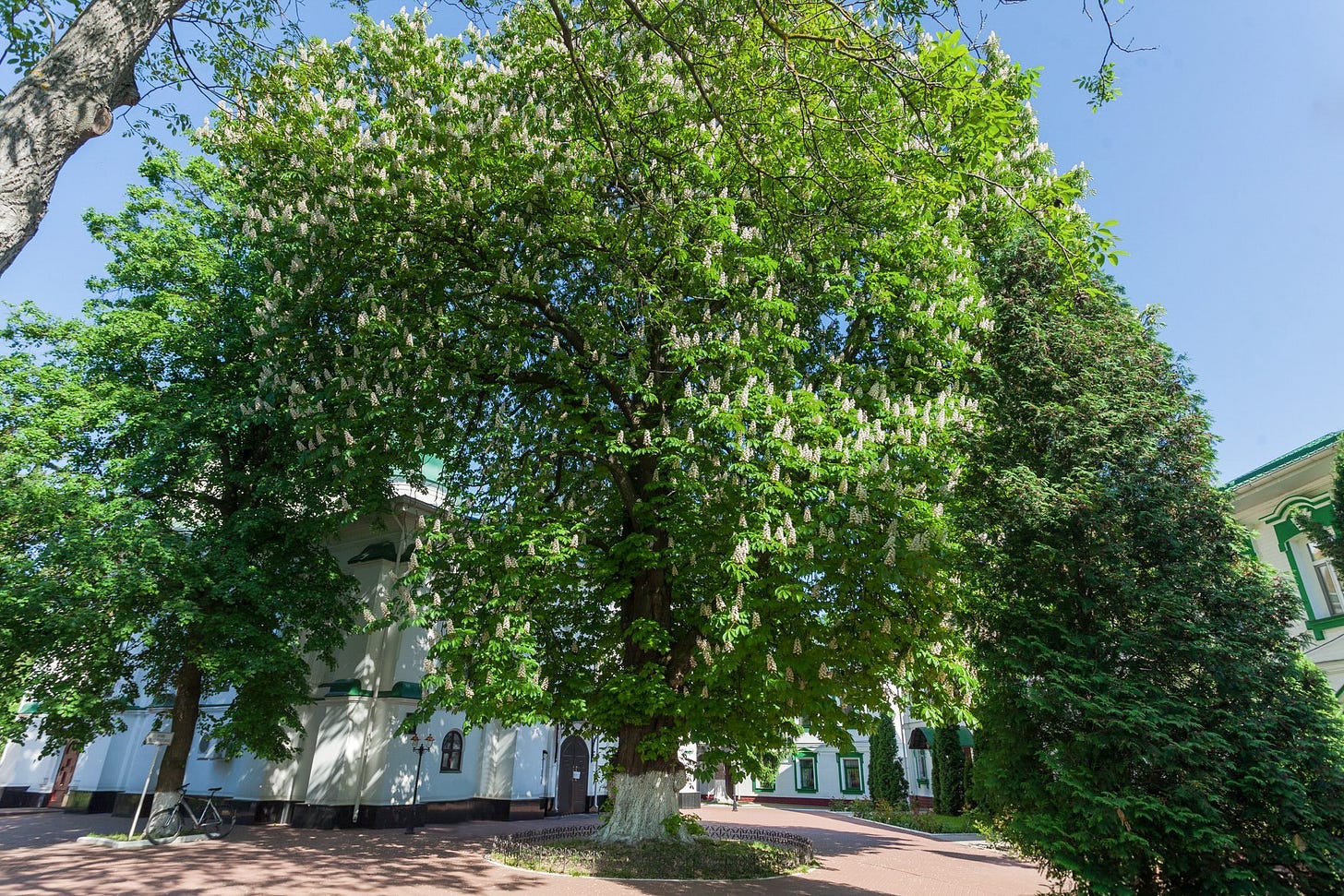 How chestnut trees became a symbol of Kyiv