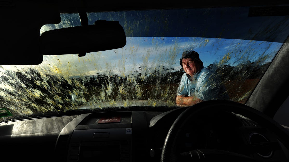 (Fewer) Flies on the windscreen 🦟 The Weird Science Drop #40