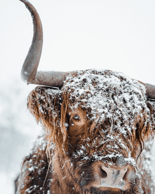 Dare to Visit Scotland in Winter? - by Narrative Nomad