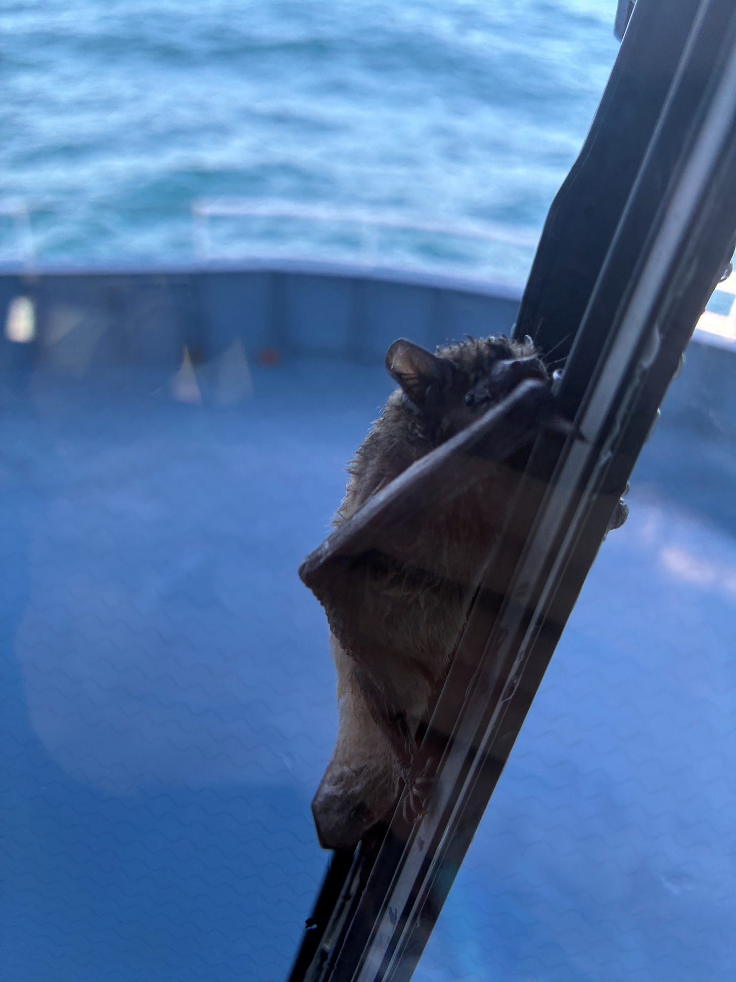 Bats at sea - Bat Conservation Trust