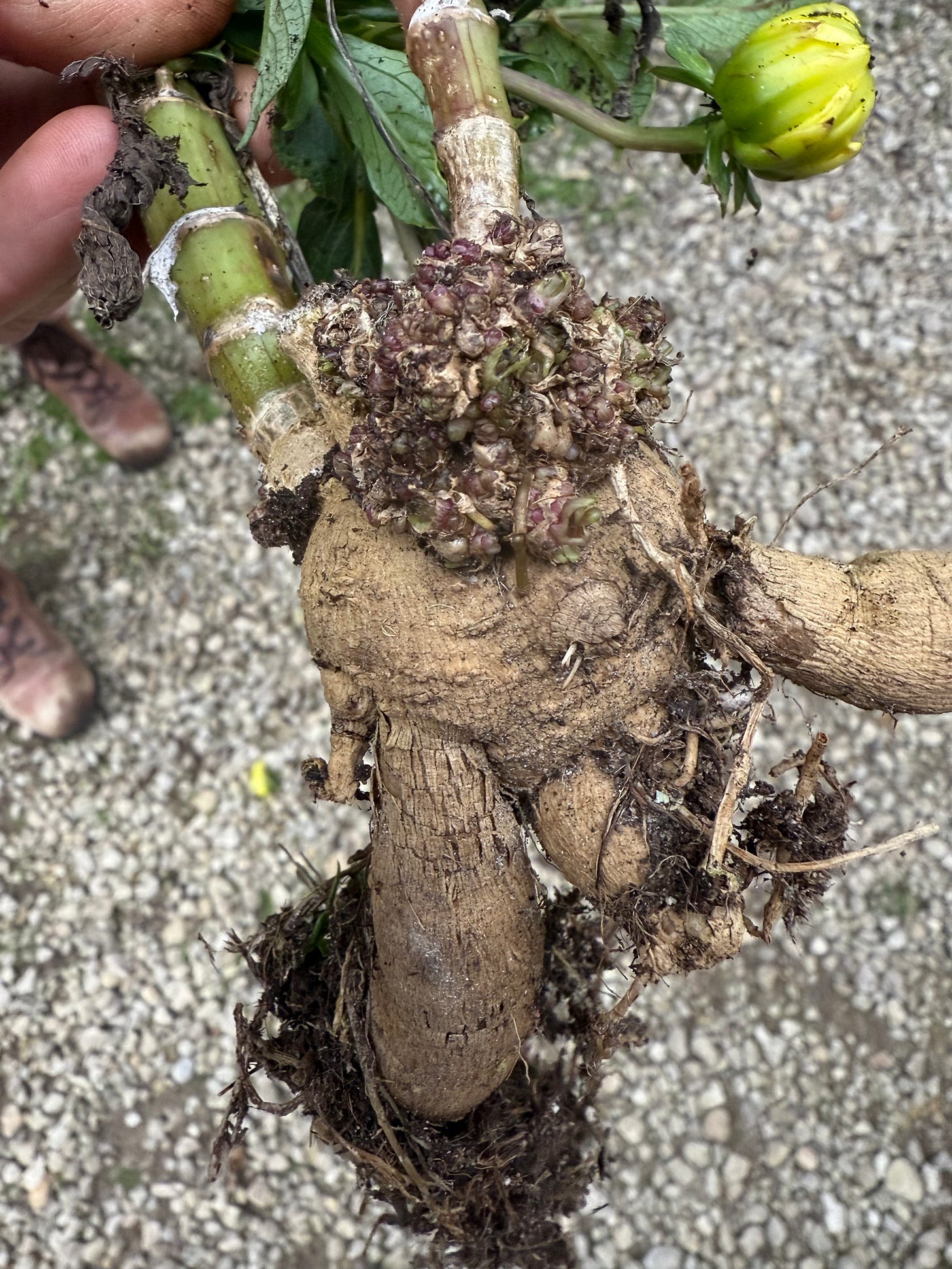 How to spot leafy and crown gall on your dahlias, why it matters and ...
