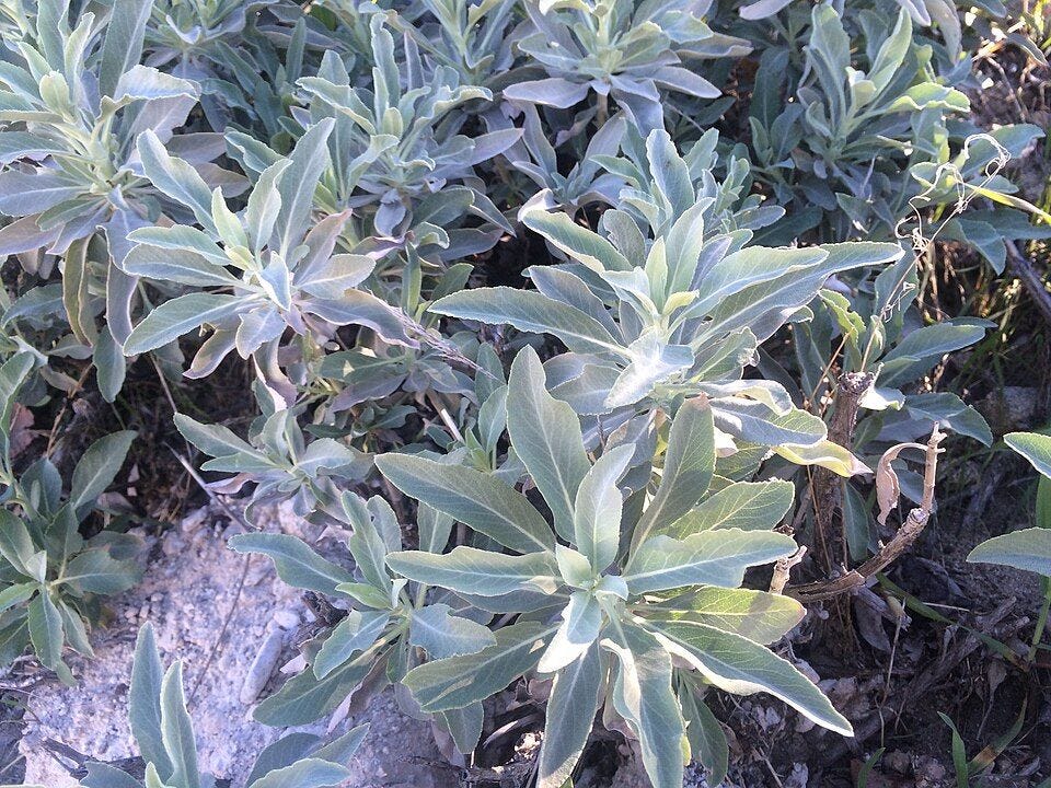 10 of the most Spiritual Garden Plants - by Chris Bell