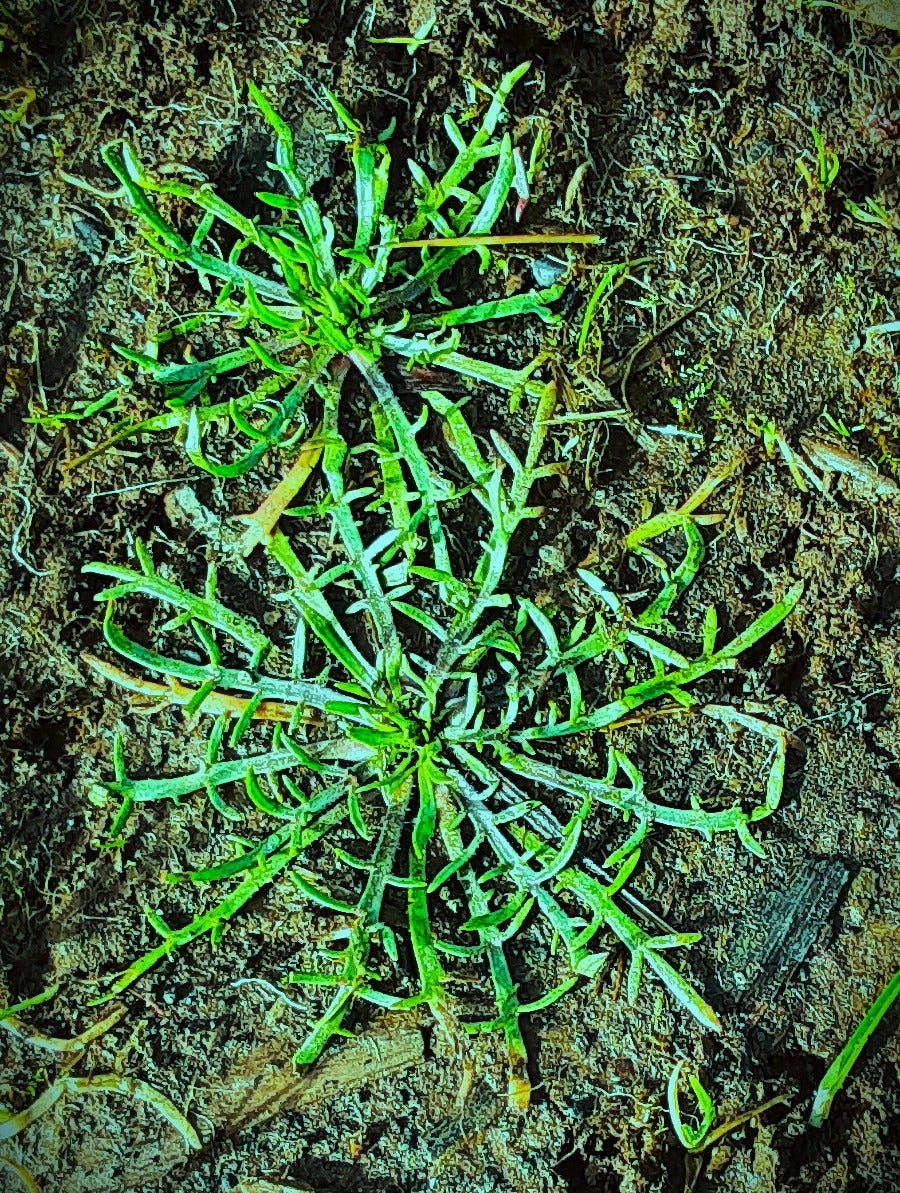 Basal Rosette Leaf Arrangement