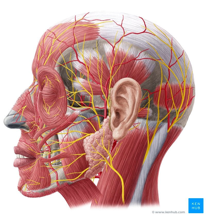 The Neurological Examination: Part 8 - The Facial Nerve