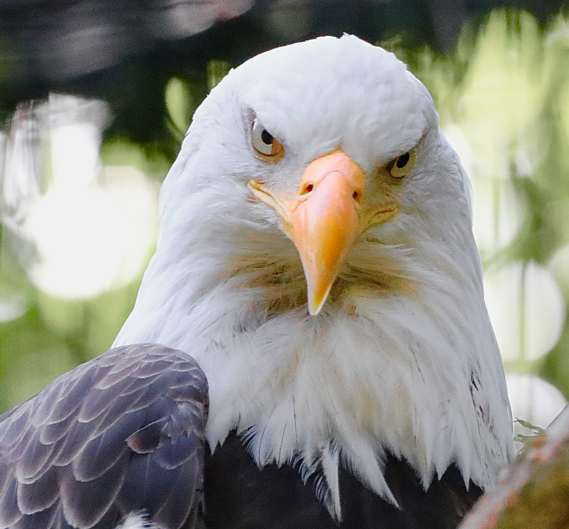 Carolyn Edwards, PhD | Substack