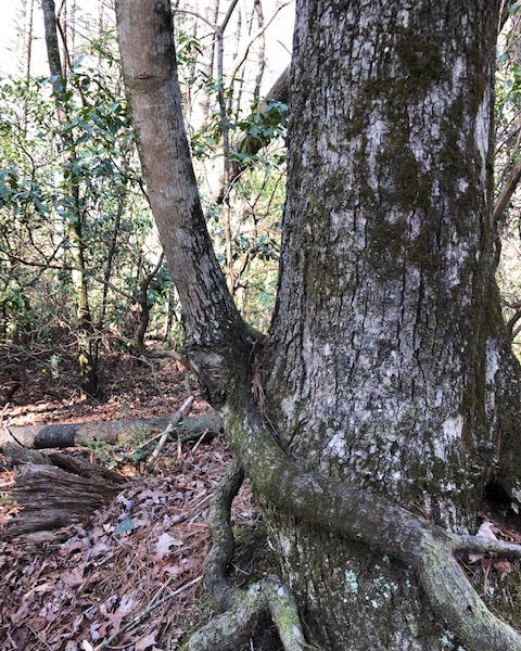 pine tree branches touching ground