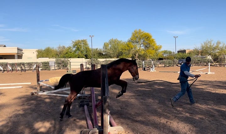 English vs. Western Riding: What’s the Difference?