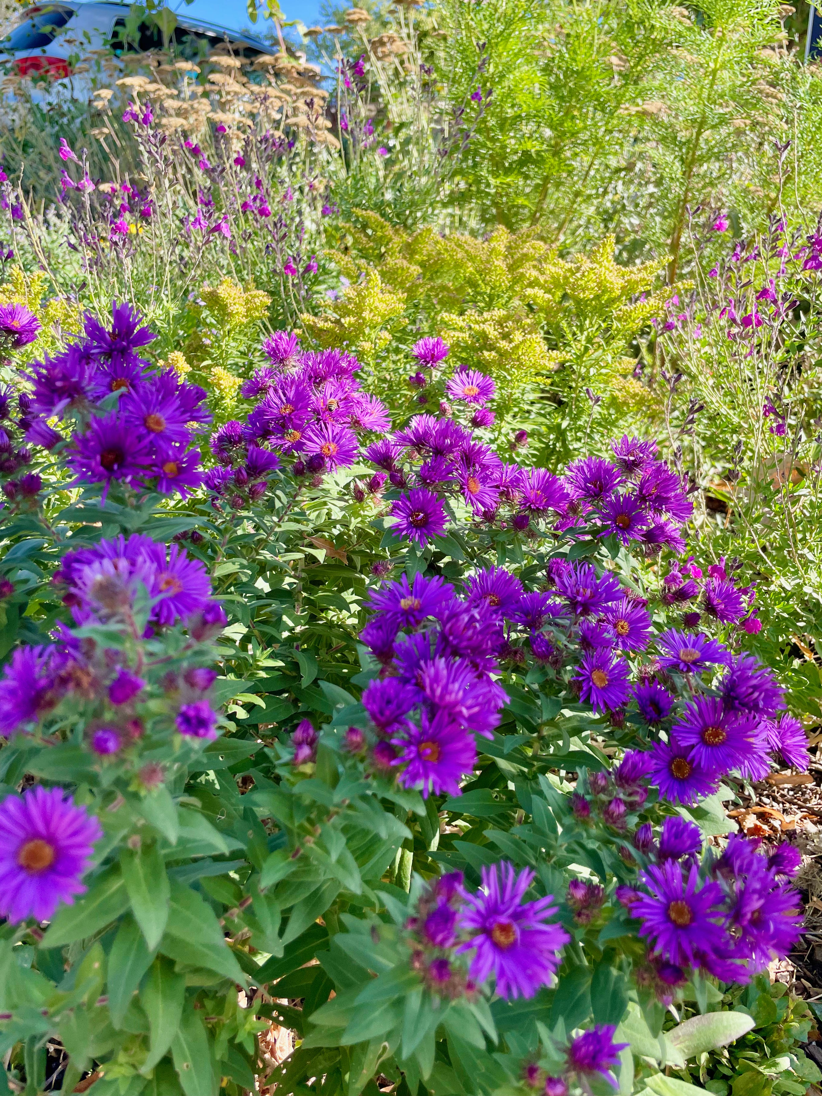 How to Grow Native North American Asters: Expert Tips for Thriving ...