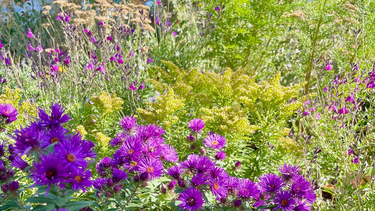 How to Grow Native North American Asters: Expert Tips for Thriving ...