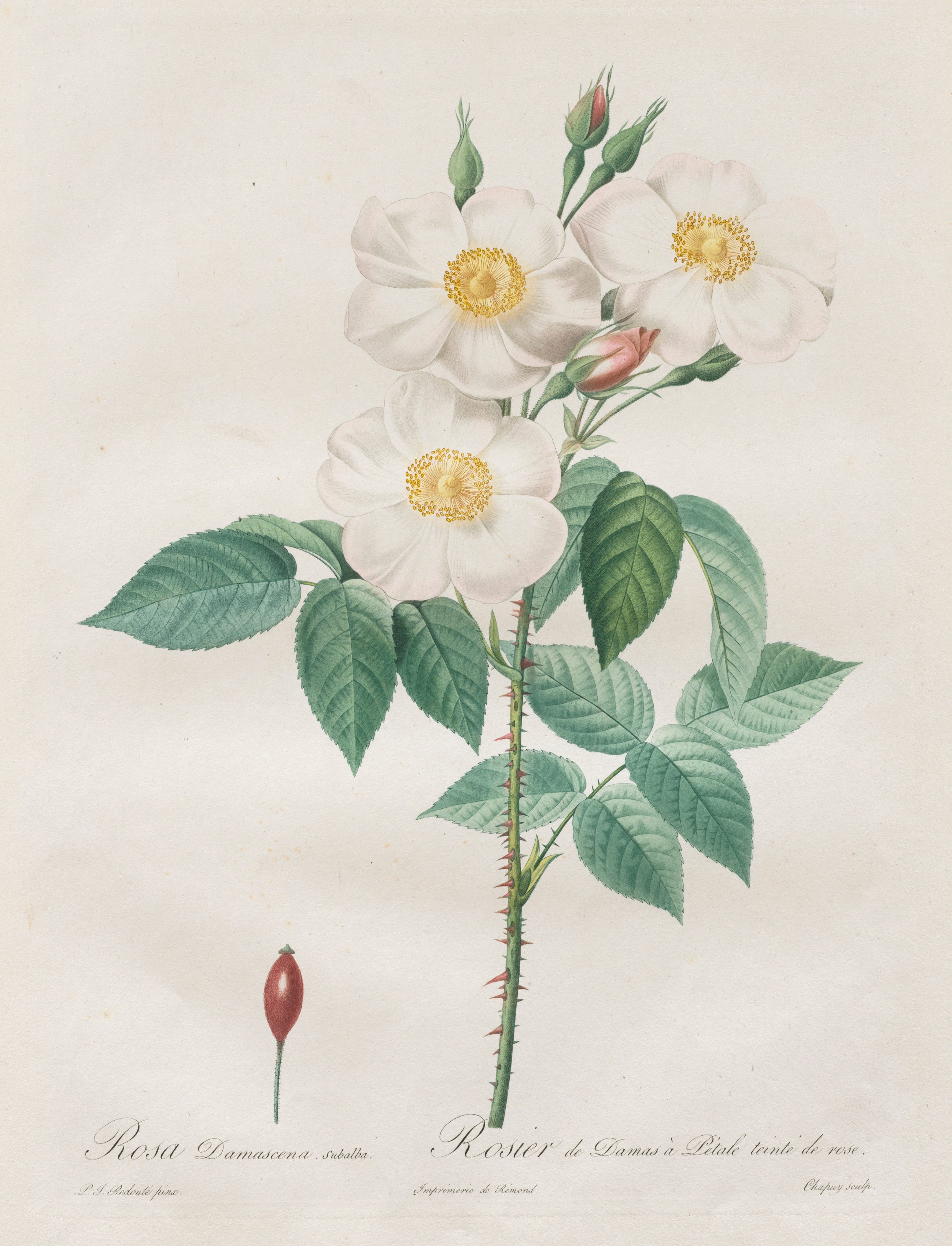 The Forgotten Empress: How Joséphine Bonaparte’s Rose Obsession Shaped ...