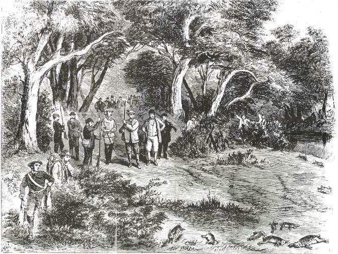 How 600 million Rabbits Invaded Australia