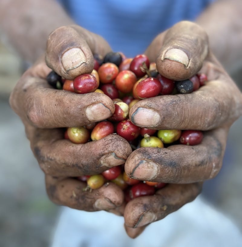 ‘We’re just trying to adapt’: Coffee farmers face down climate change