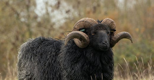 The Farm Diaries | Julius Roberts | Substack