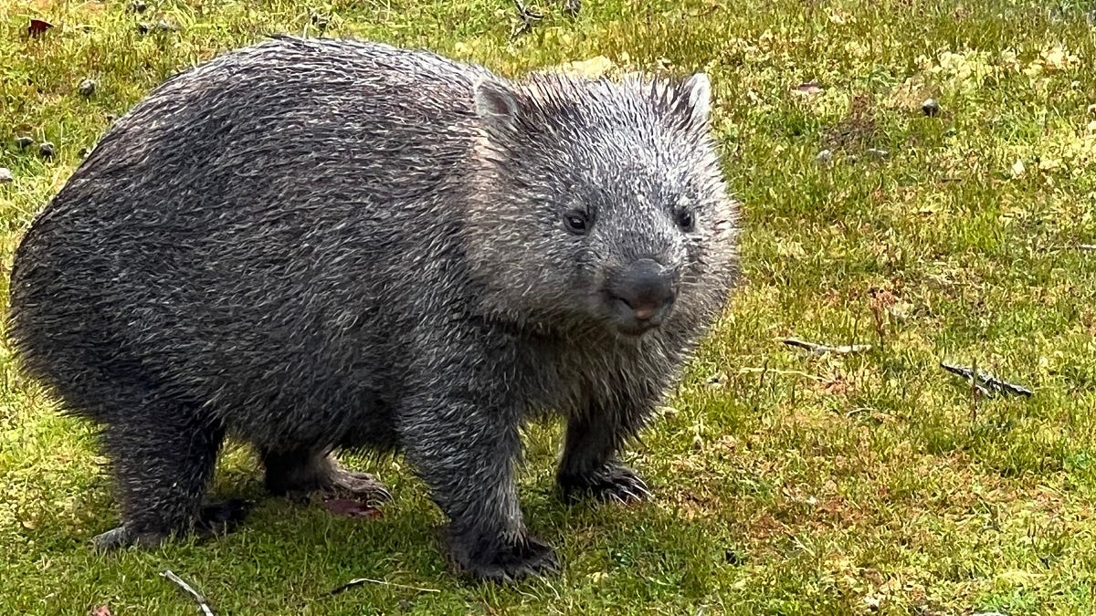 wombat summa
