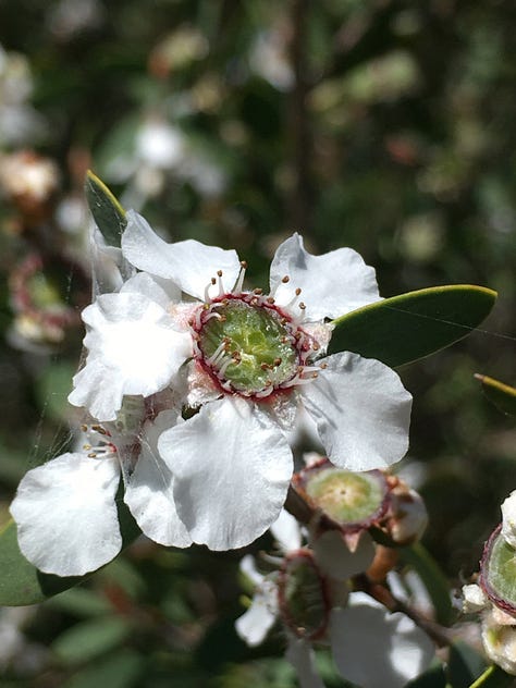 tea tree flower