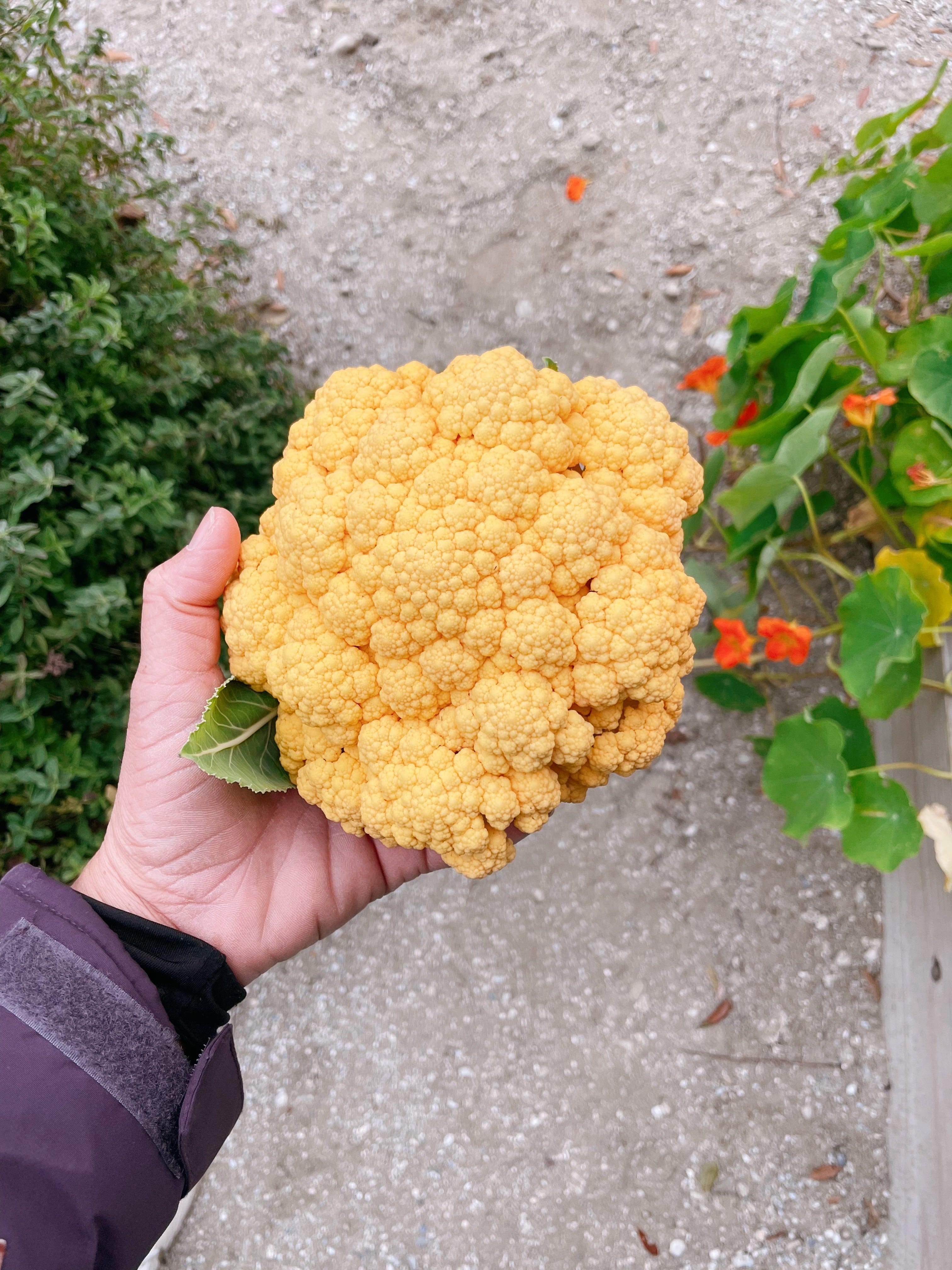 Seed Classifications Explained: Heirloom, Hybrid, F1, Open-Pollinated ...