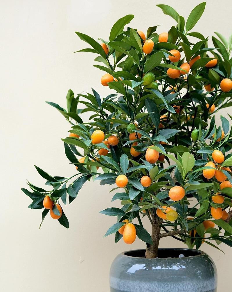 Why is mandarin Mandarin? 🍊 - Exploring the Fruit’s Linguistic Roots i ...