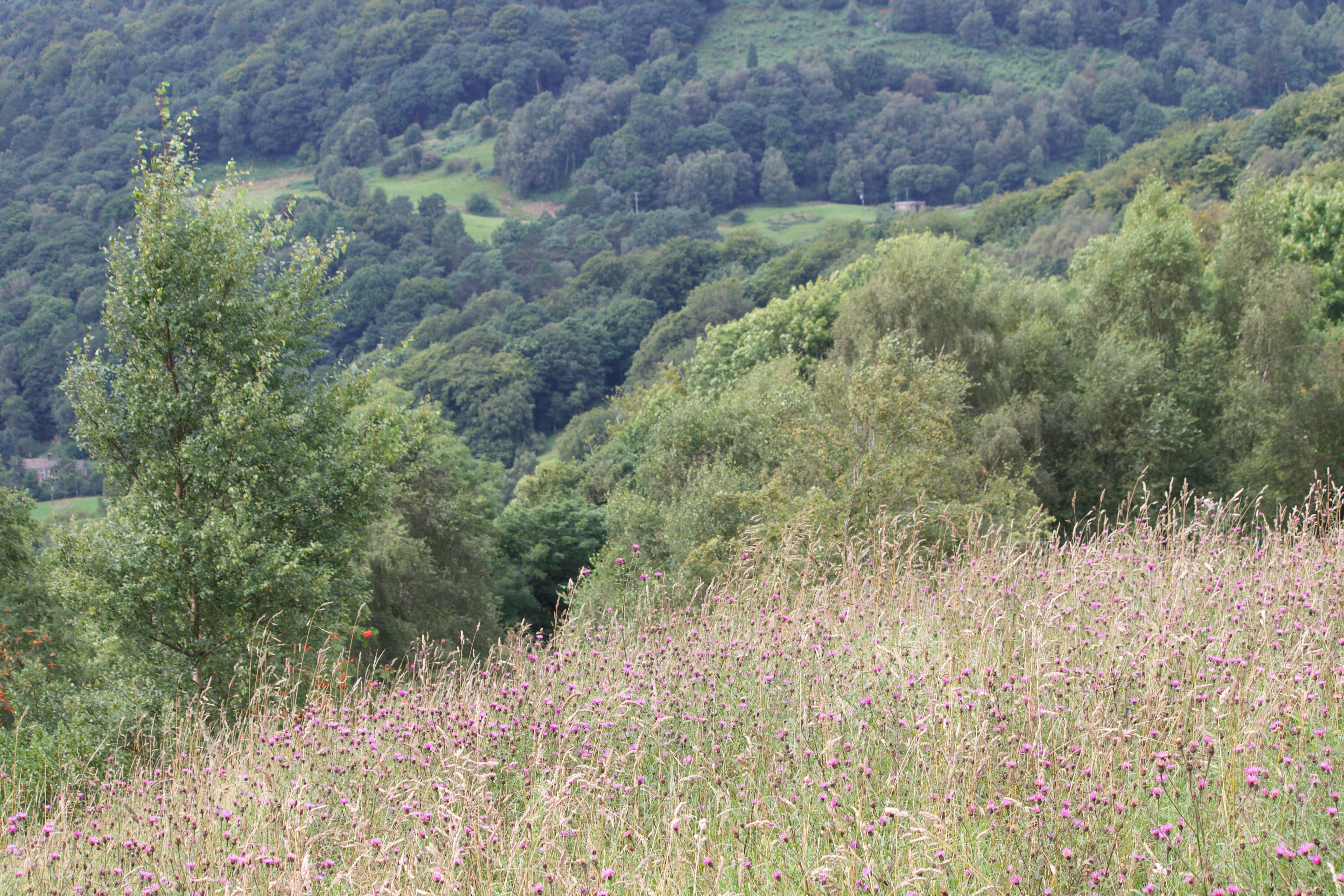How to understand plant vigour