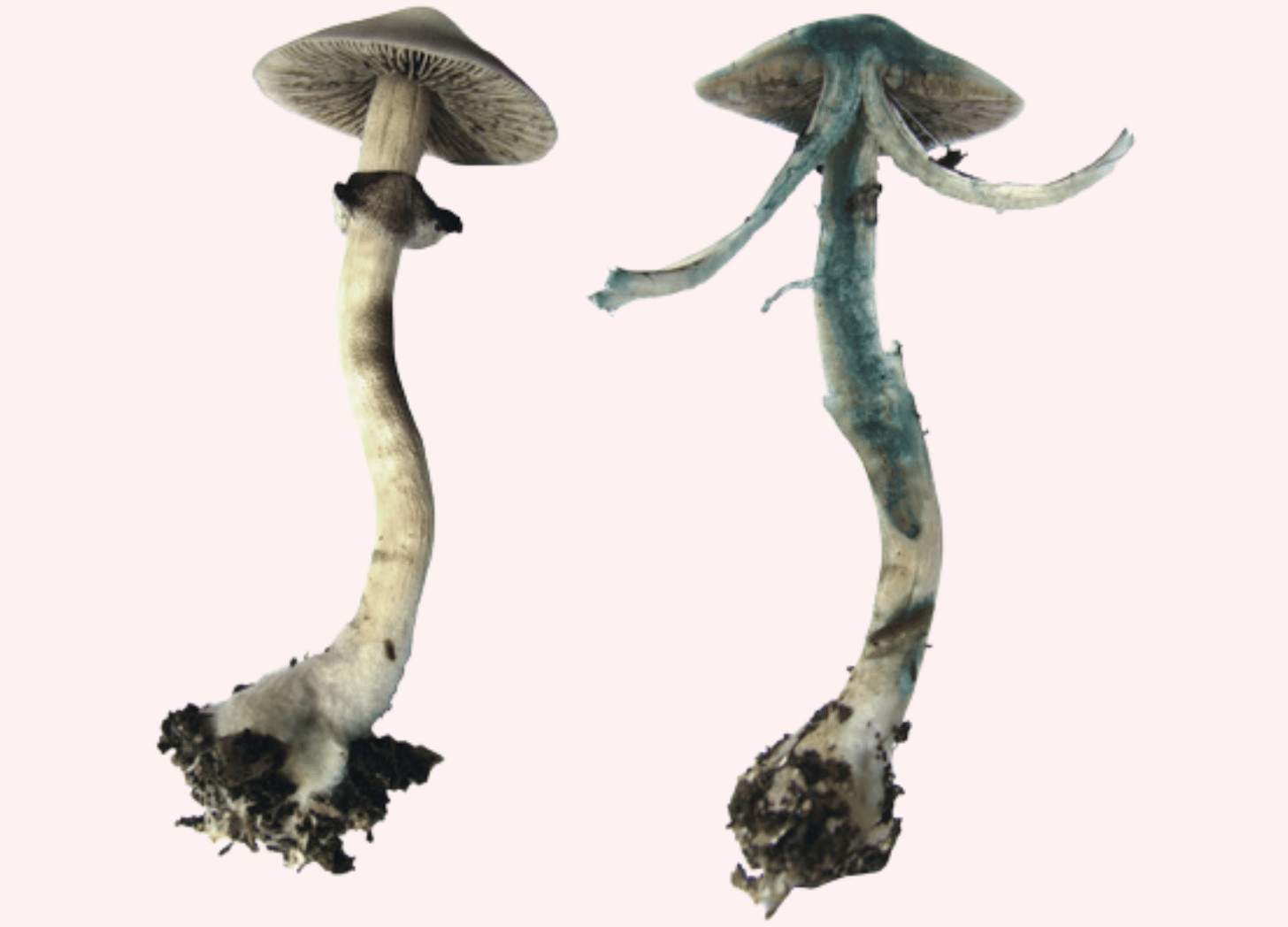 The Art of Preservation: Maximizing Shroom Shelf Life