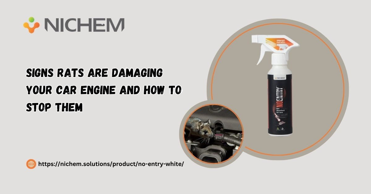 Signs Rats Are Damaging Your Car Engine and How to Stop Them