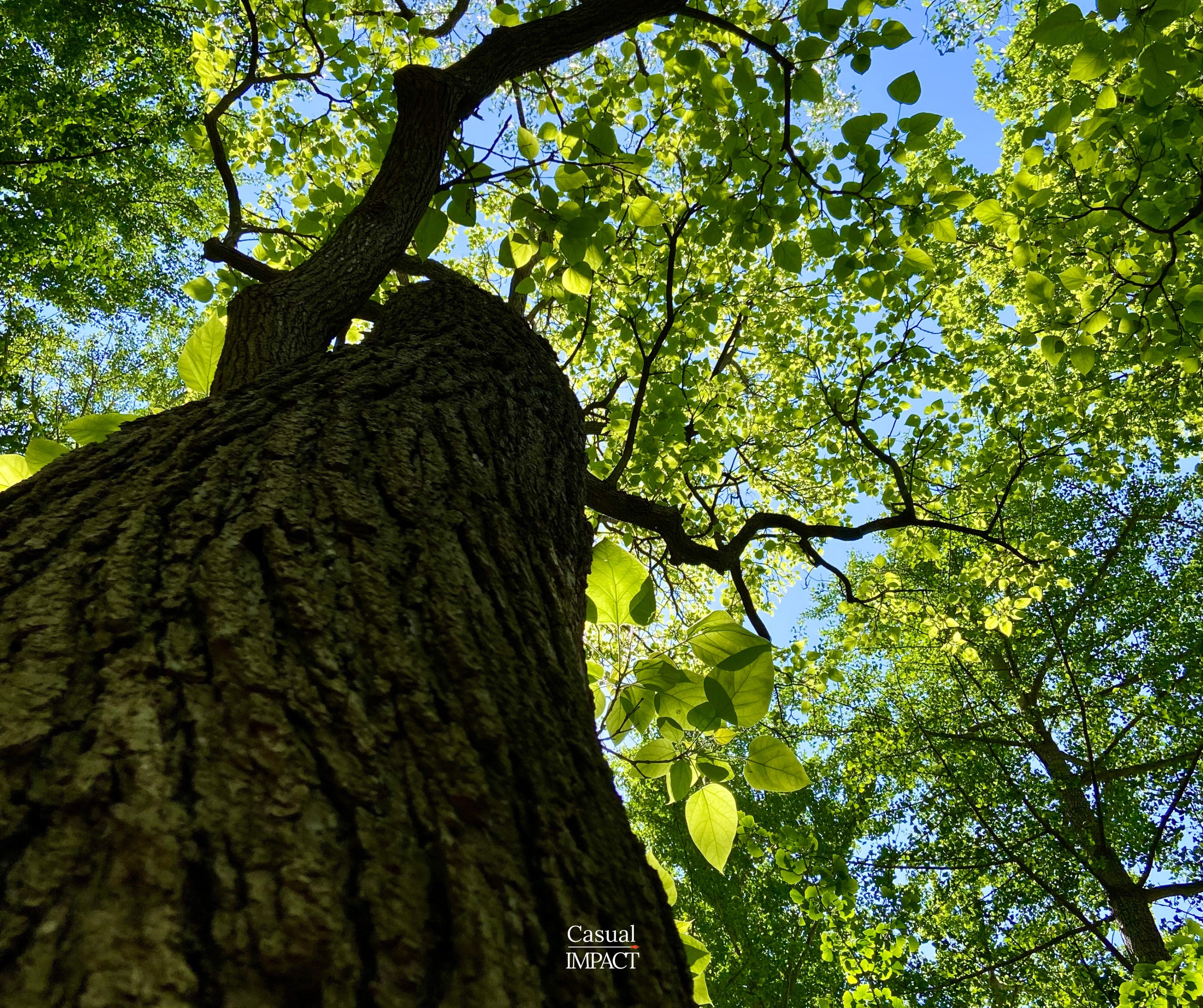 Nostalgia, Presence, Beauty - by Iris Lennox