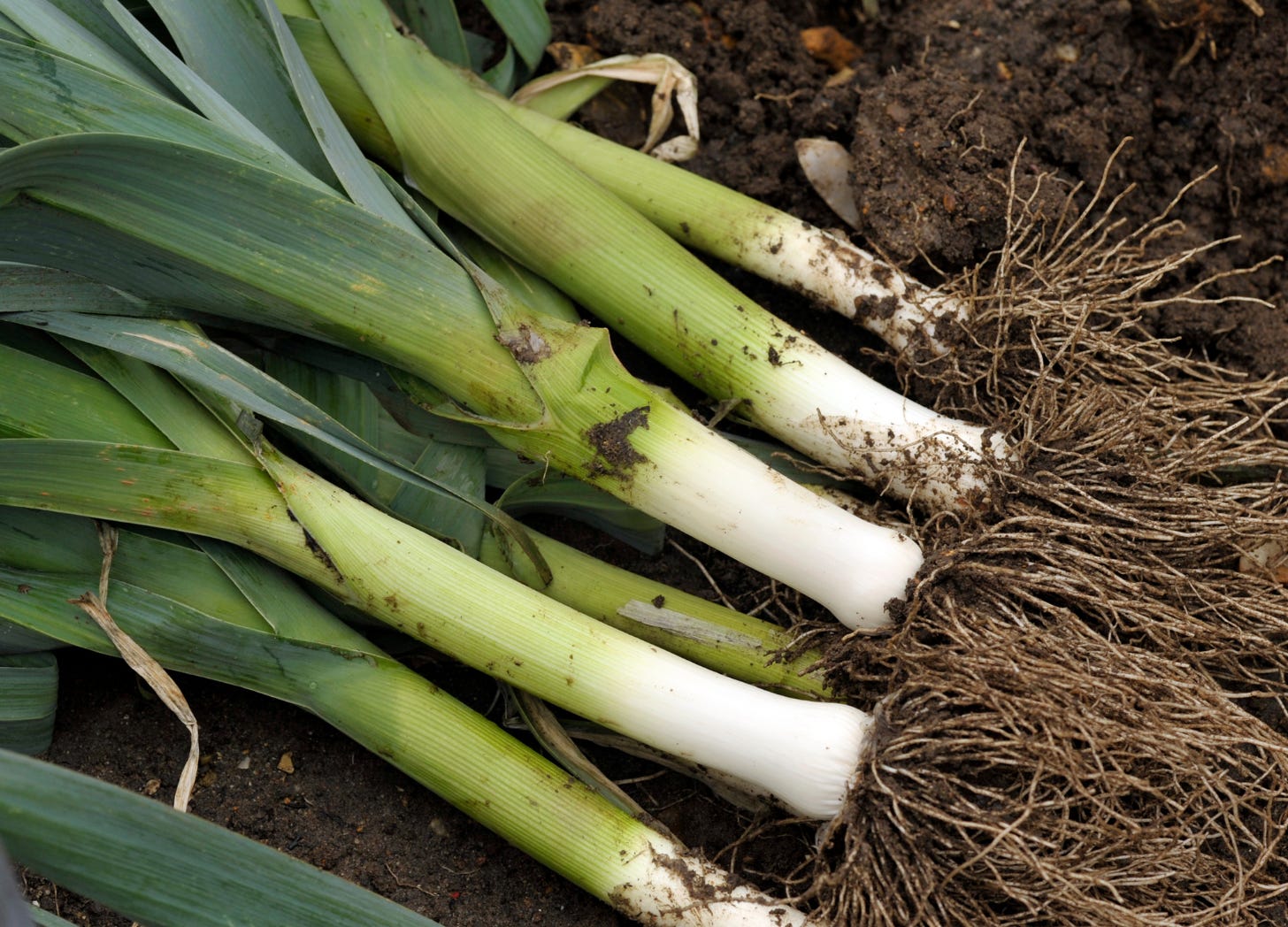 Leeks Science Corner - by Lisa McLean