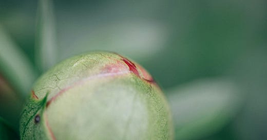 Love, Satya | Satya Robyn | Substack