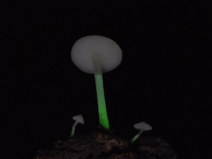 Monsoon Mushrooms: Two-Wheeled Adventures in Northern Thailand - Part III