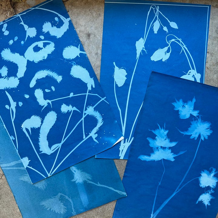 Cyanotypes - new series of works on paper - by Ellen Mote