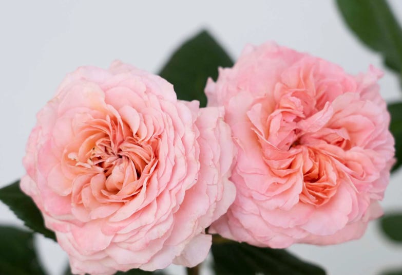 New Roses for 2026 - by Farmer Fred Hoffman