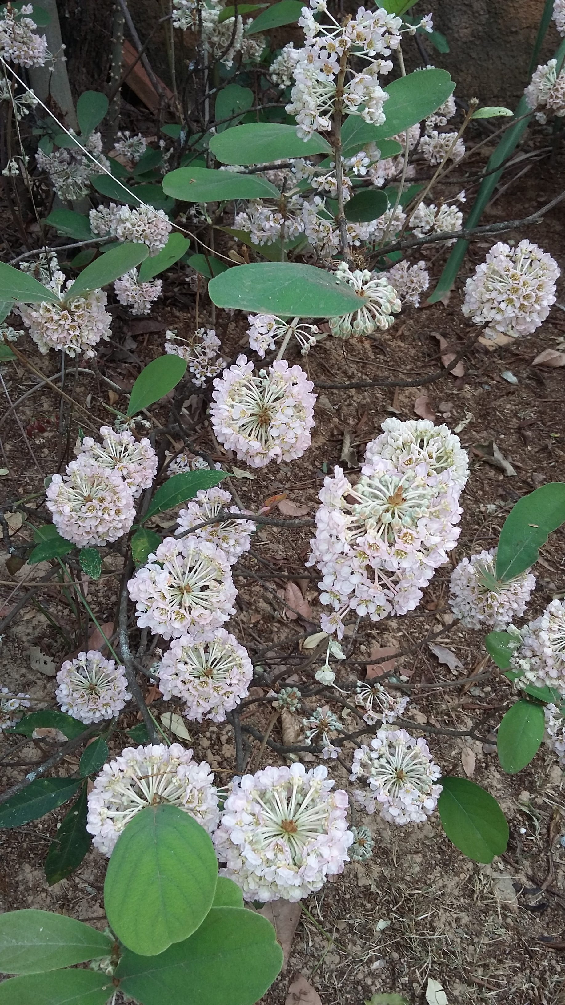 Uma flor sem importância - by Marcos Rodrigues