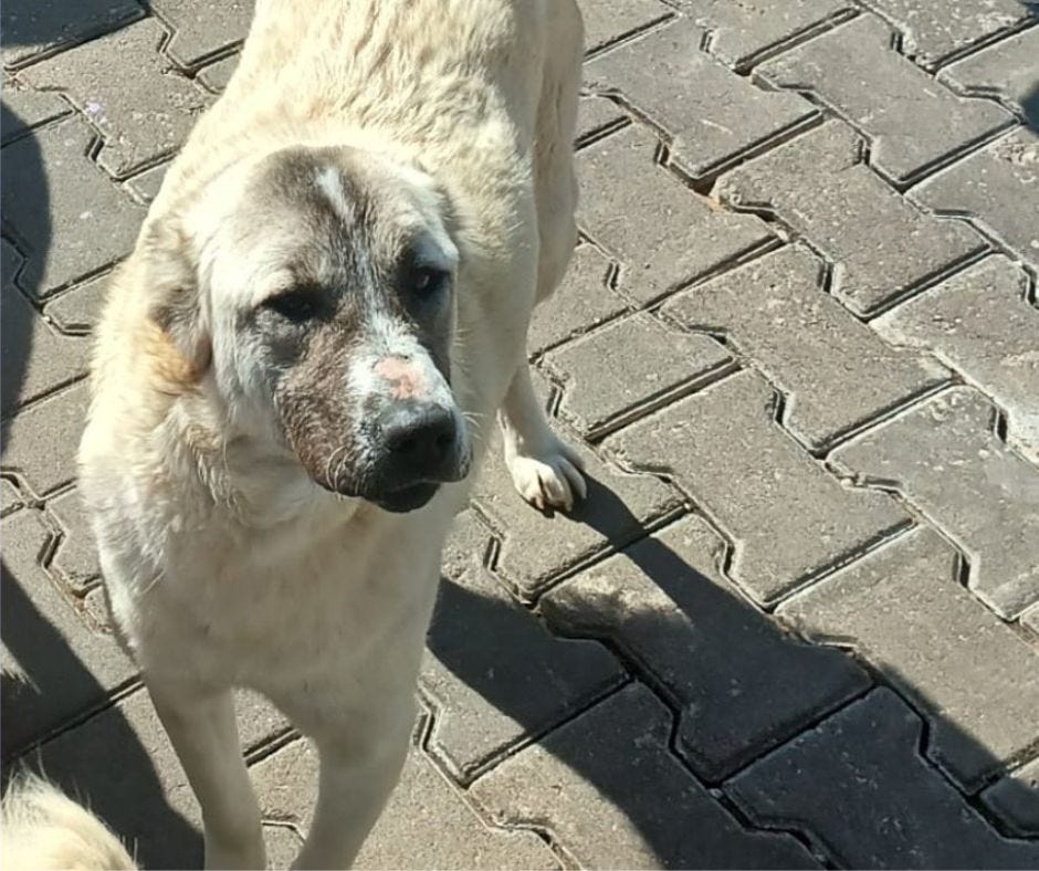 The Animal Welfare Import Bill- Why Mutilated Rescue Dogs Must Not Be ...
