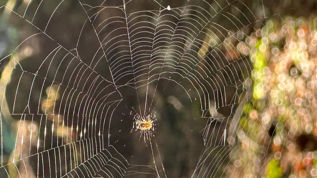 A Lone Wolf and the Spider - by Barbara Sinclair