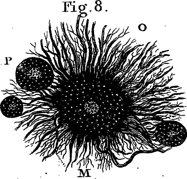 A Brief History of Germ Theory - by Elisabeth Marnik, PhD