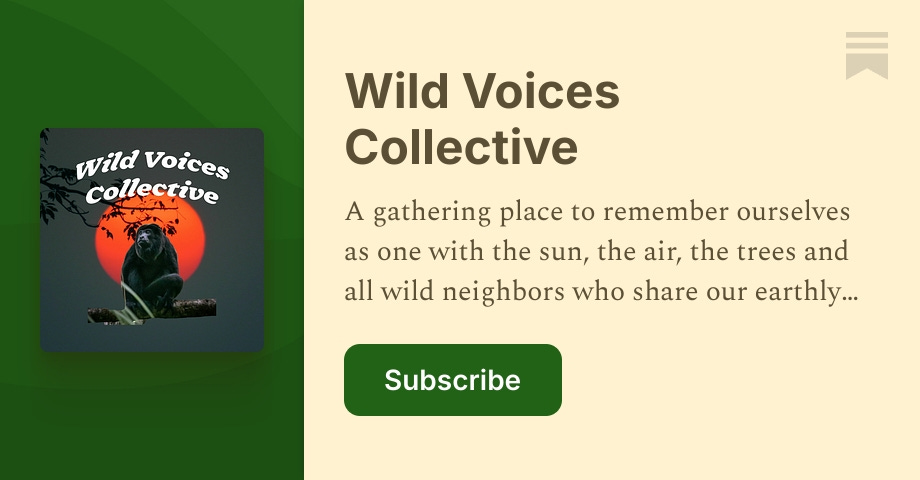 Wild Voices Collective | Vanessa Chakour | Substack