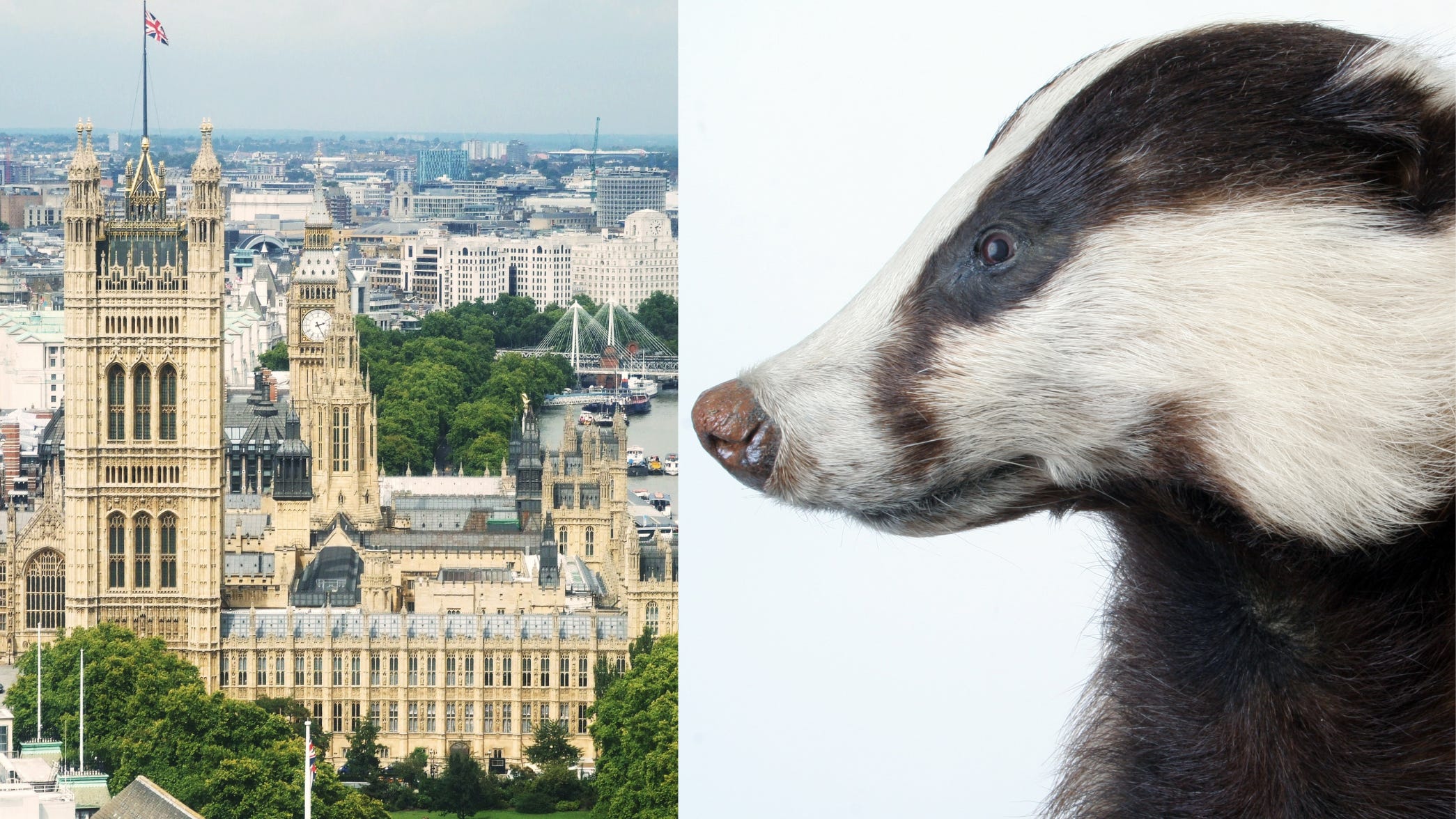 Badger business: Protect the Wild's first round-up of badger-related news
