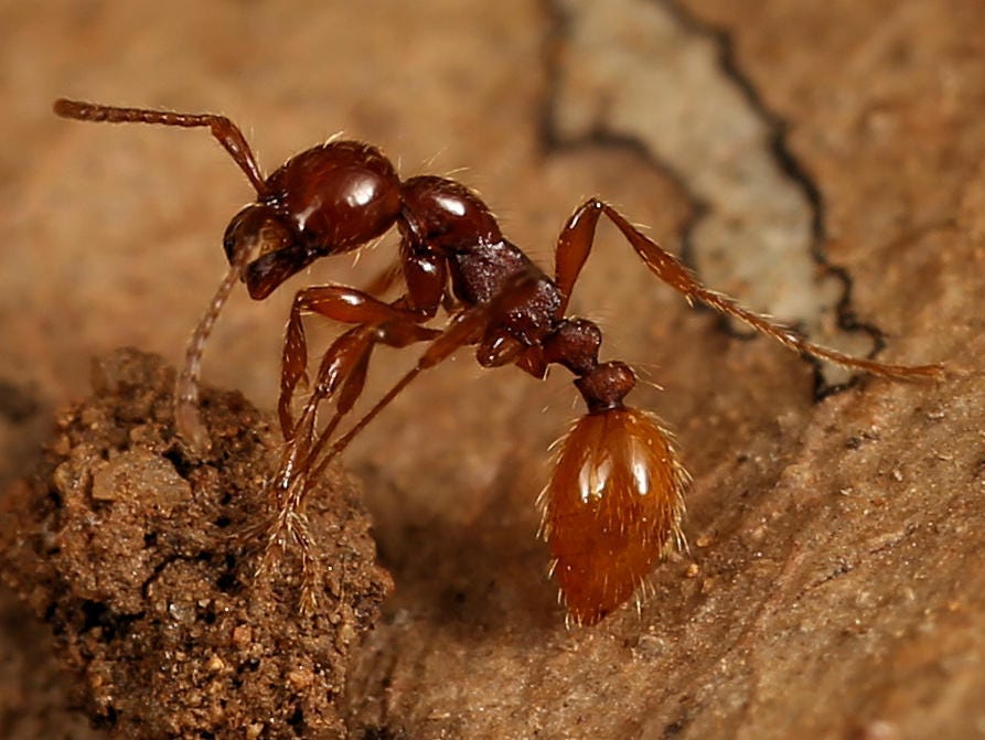 A Deeper Dive: Army Ants - by Jack Becker - Ant Insights