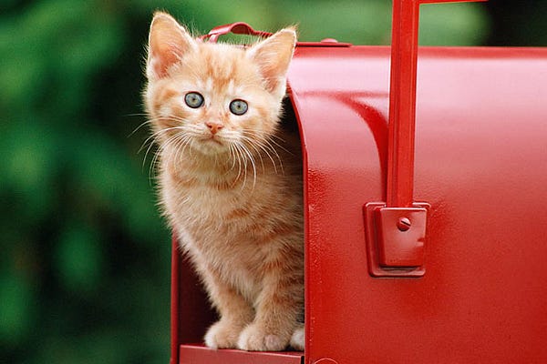 Hello. This Cat. | Substack