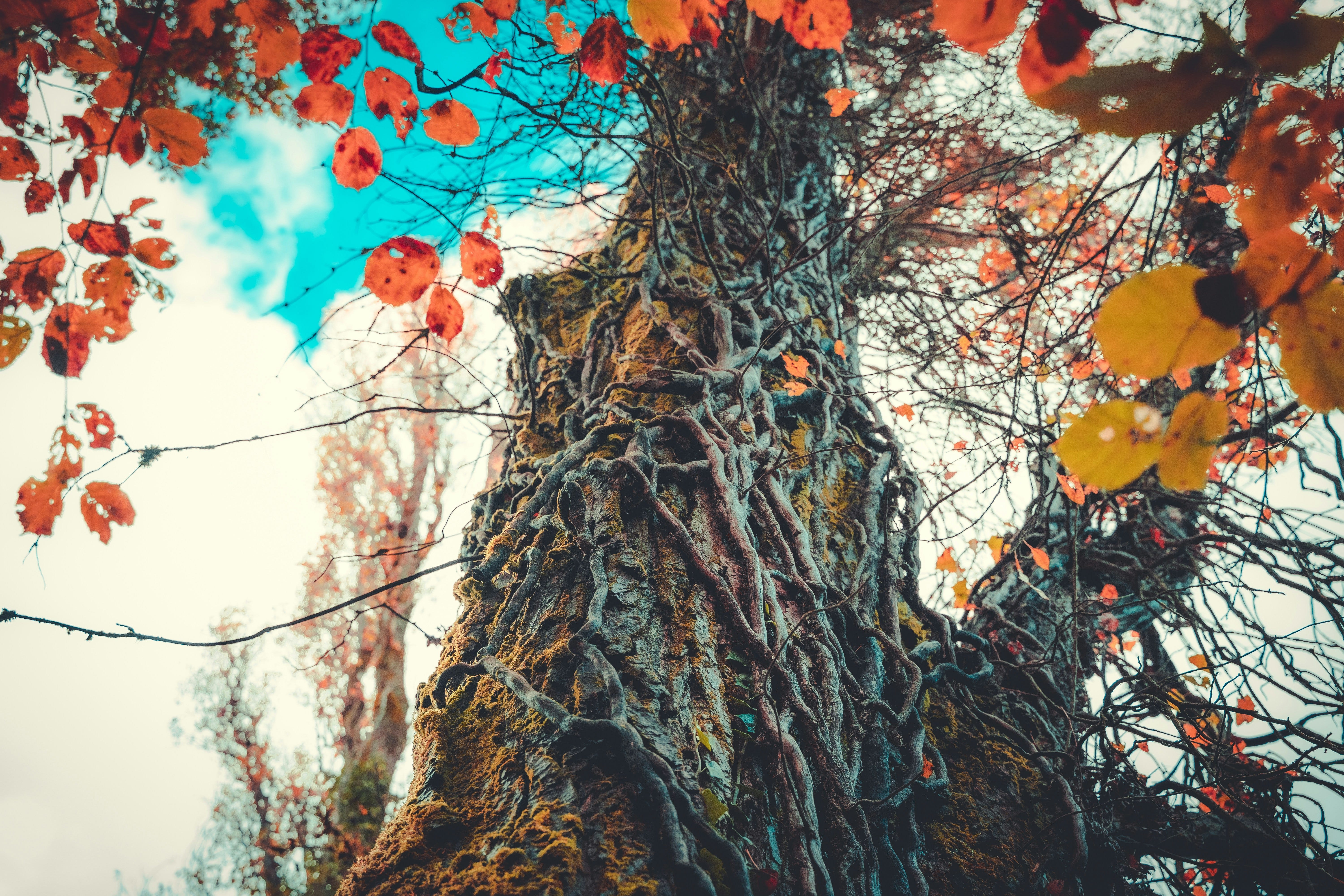 Why do women turn towards the divine feminine to heal from trauma?