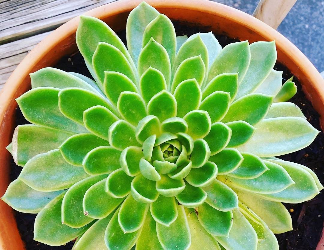 The Therapy Room | Dr Vicki Connop | Substack